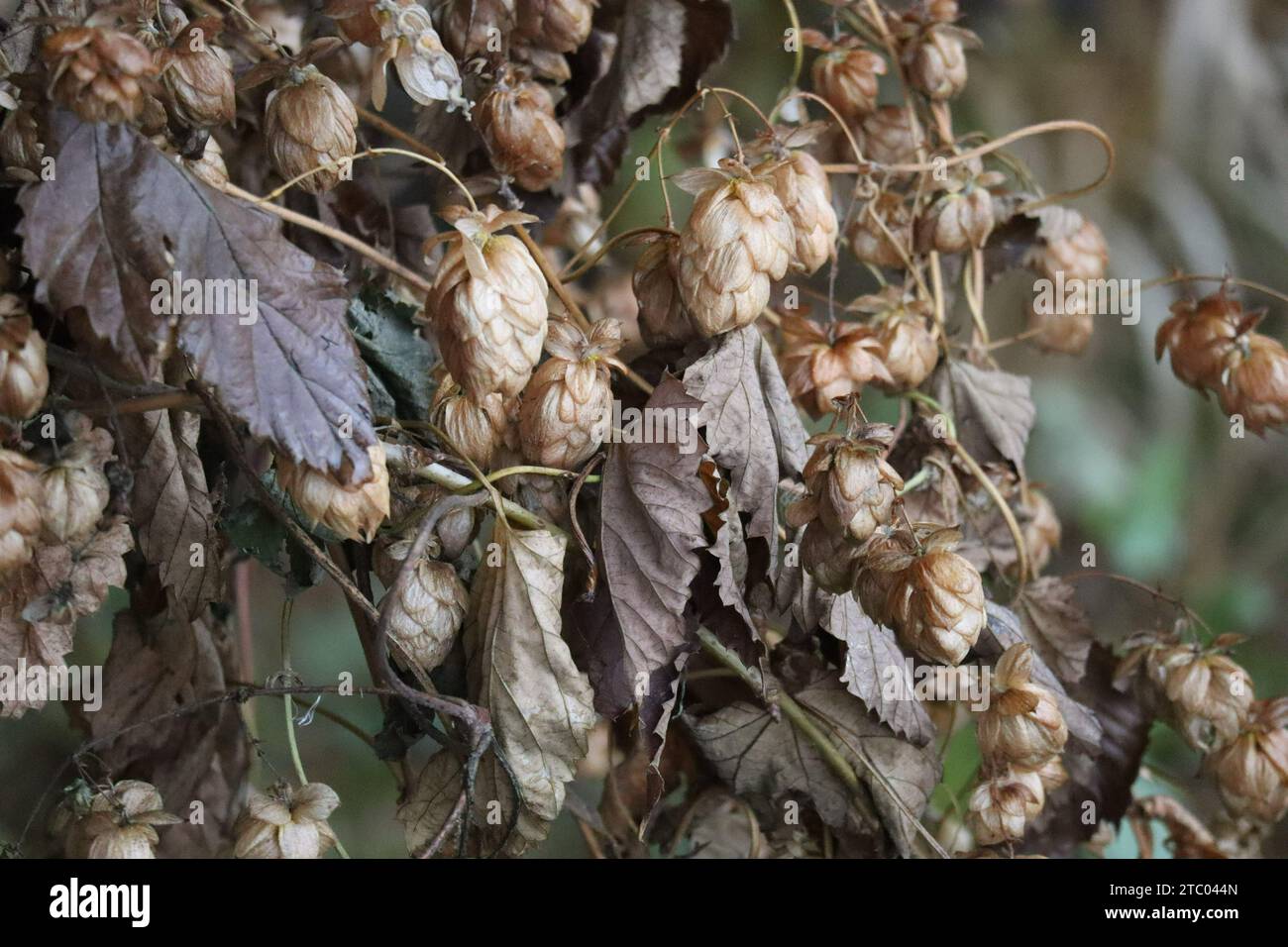 Wild hops hi-res stock photography and images - Alamy