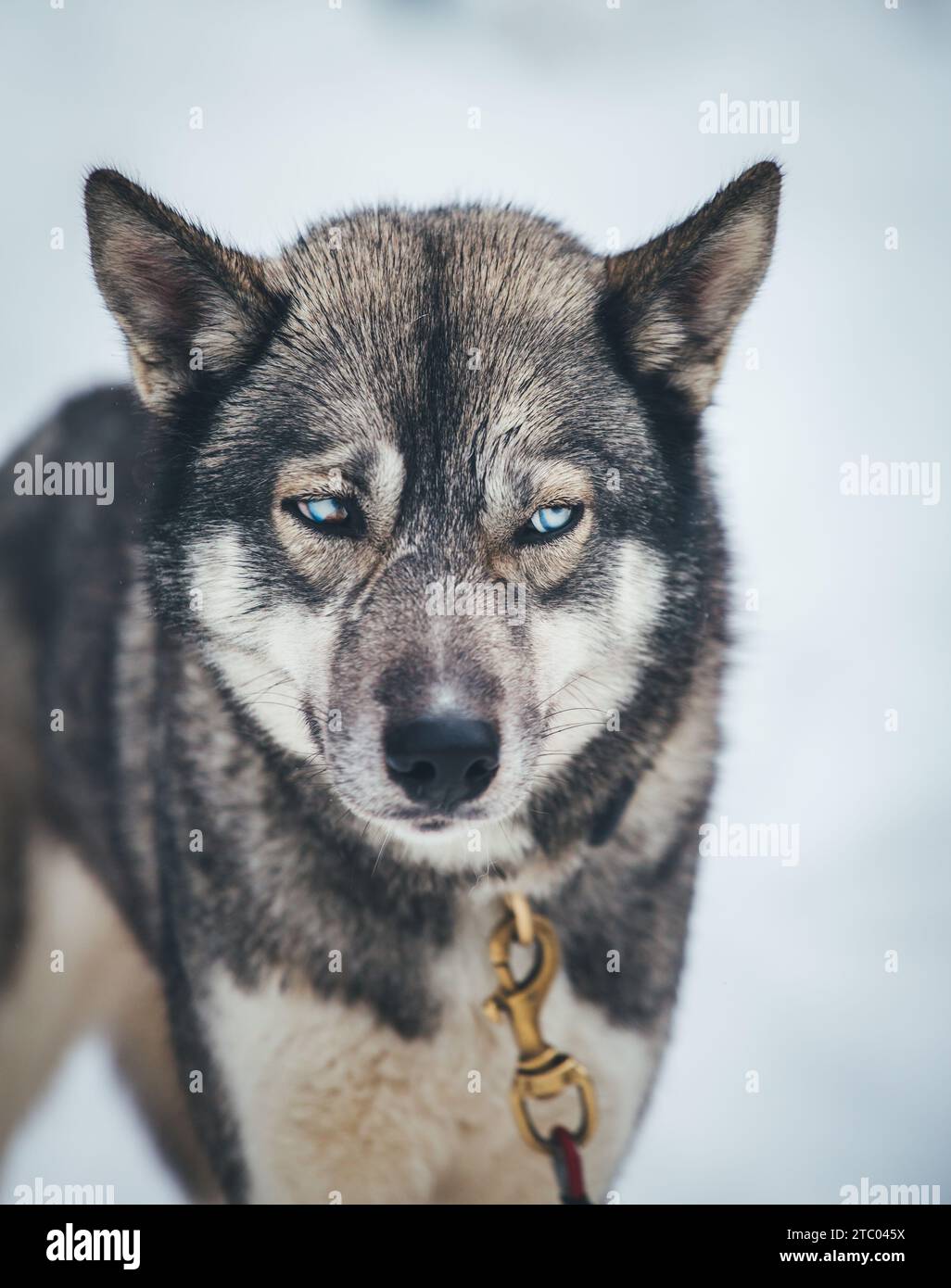 Siberian Husky at the stake out Stock Photo - Alamy