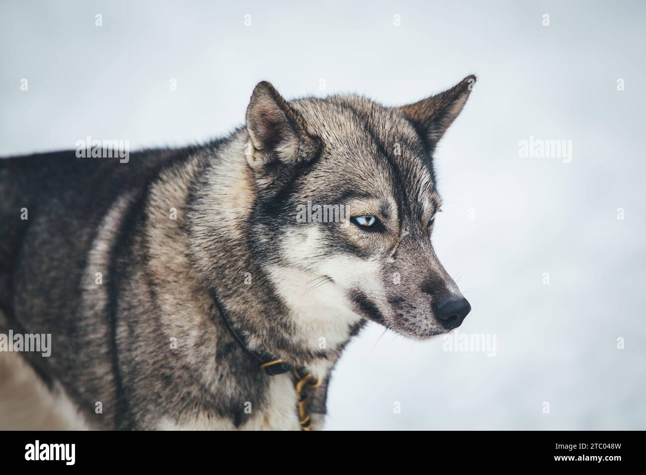 Siberian Husky at the stake out Stock Photo - Alamy