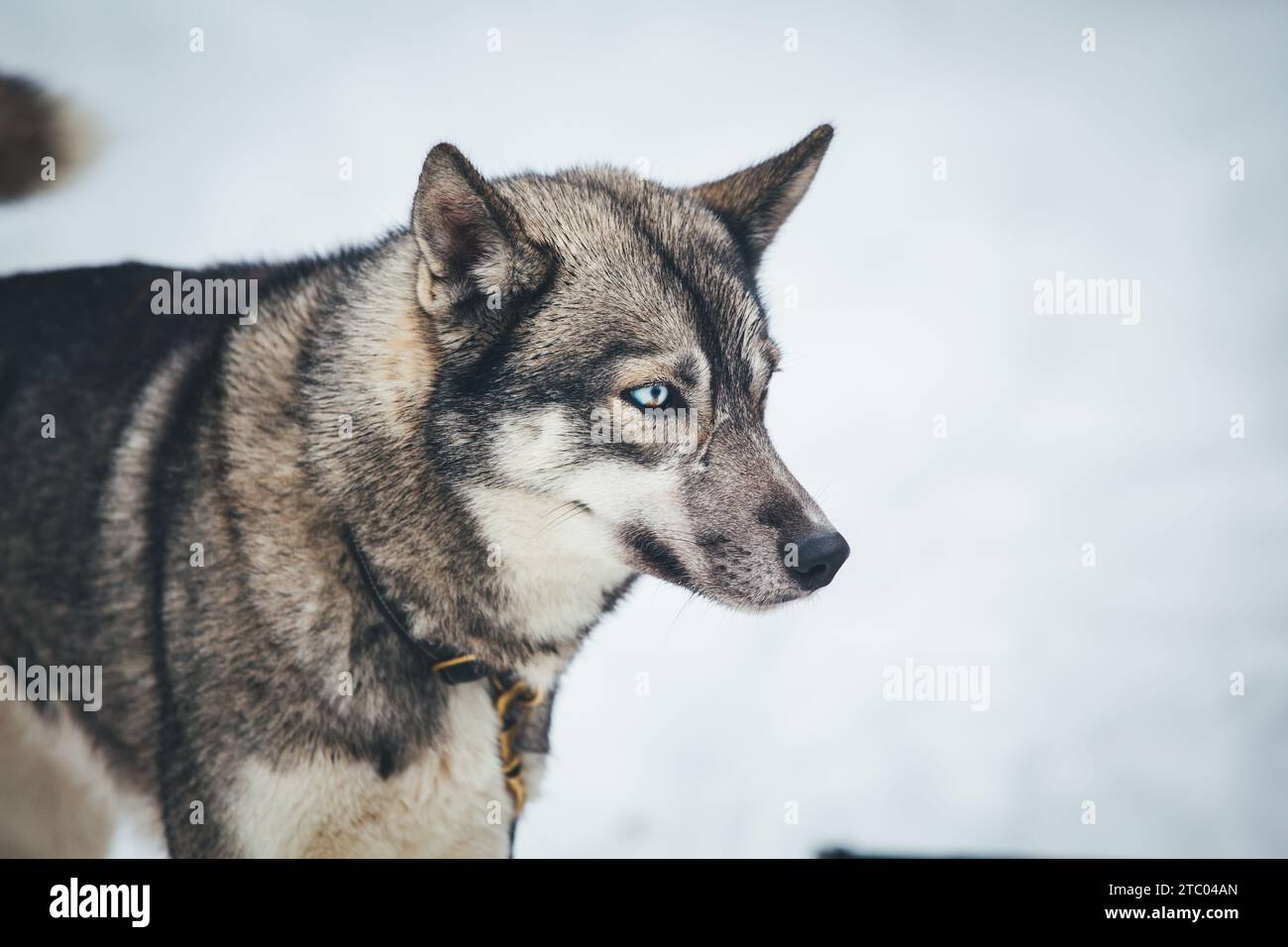 Siberian Husky at the stake out Stock Photo - Alamy