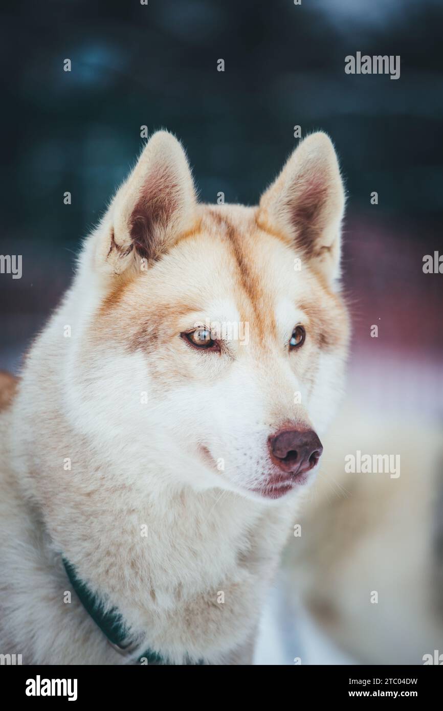 Dog stake out hi-res stock photography and images - Alamy