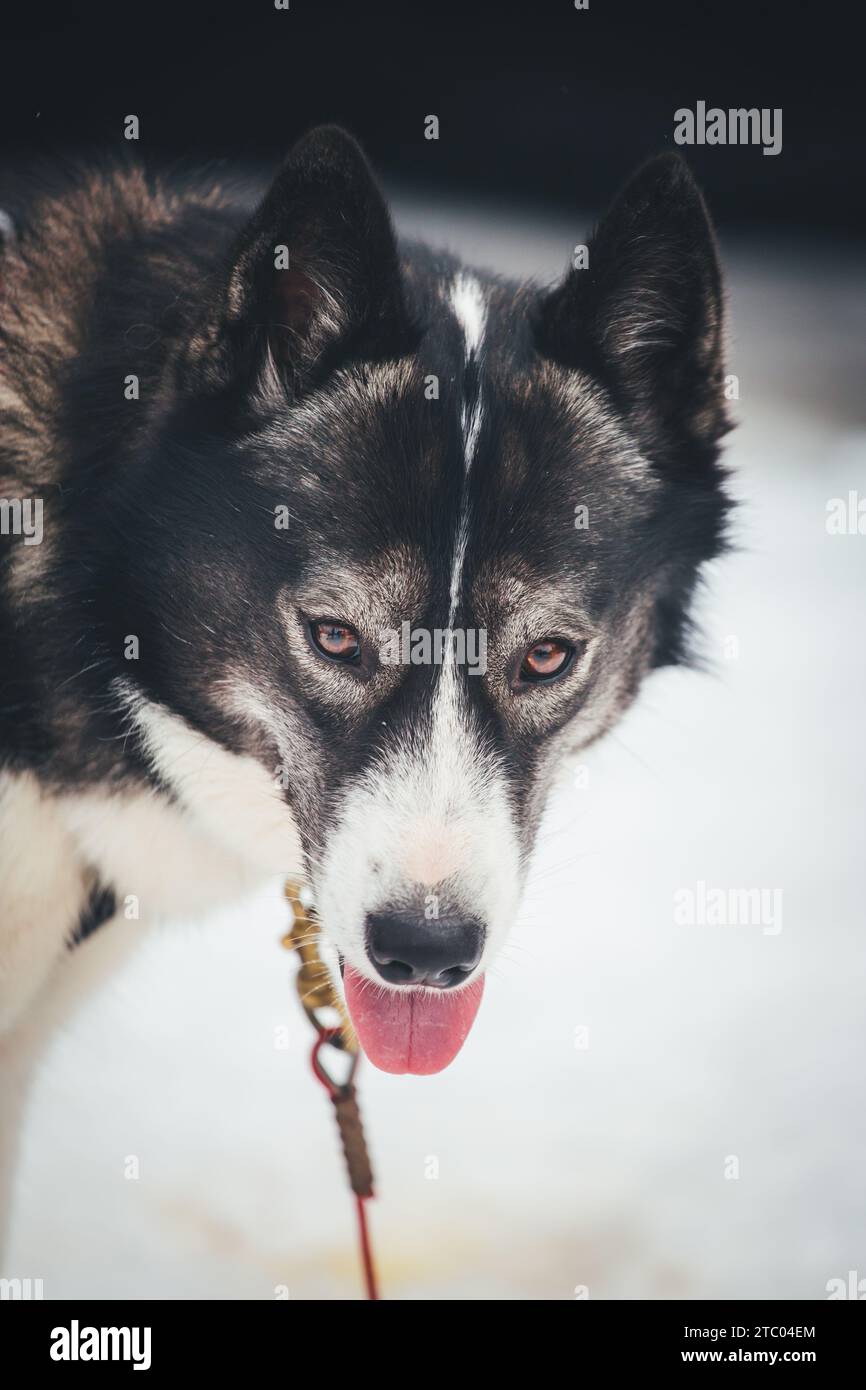 Dog stake out hi-res stock photography and images - Alamy