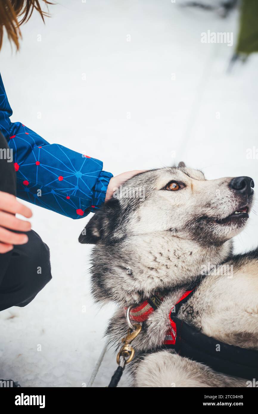 Dog stake out hi-res stock photography and images - Alamy