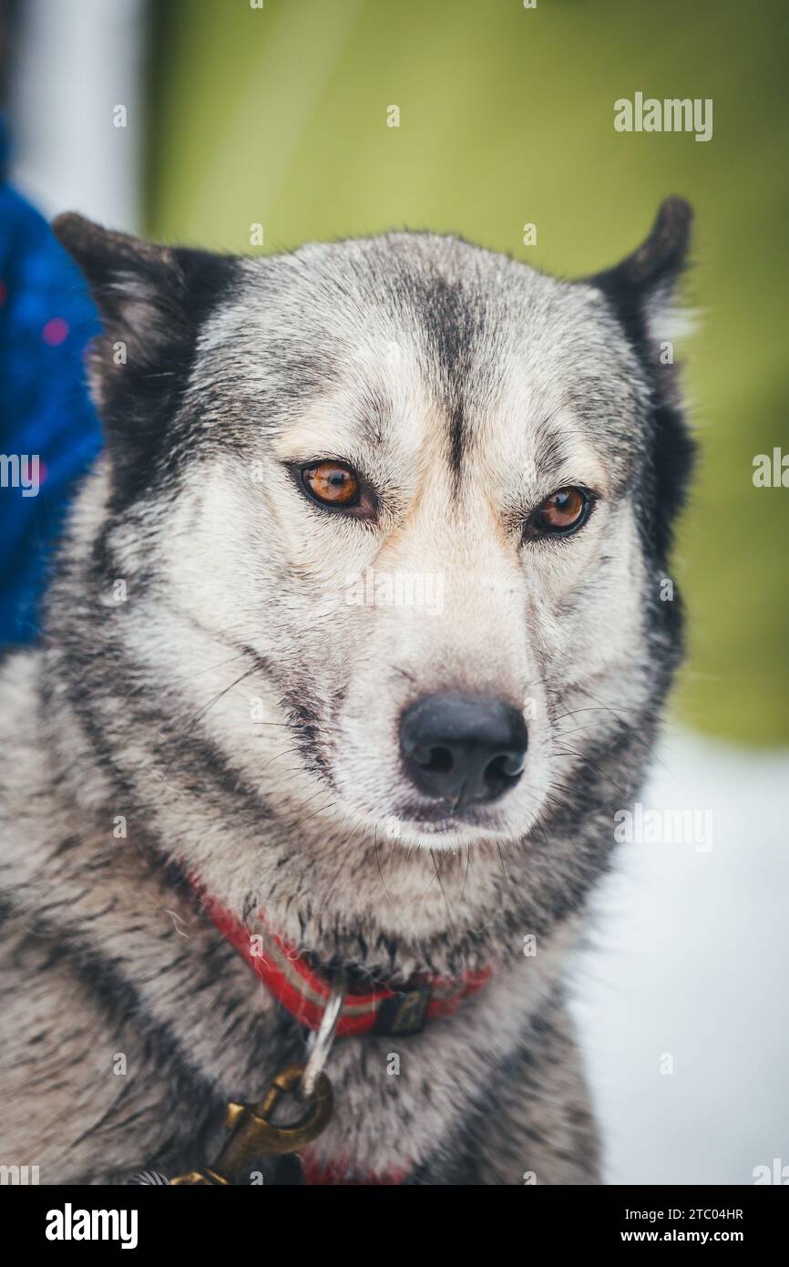 Siberian Husky at the stake out Stock Photo - Alamy