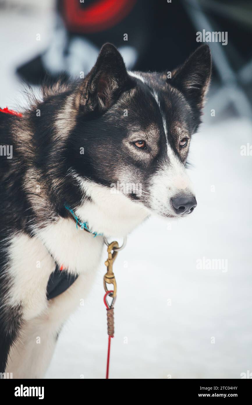 Siberian Husky at the stake out Stock Photo - Alamy