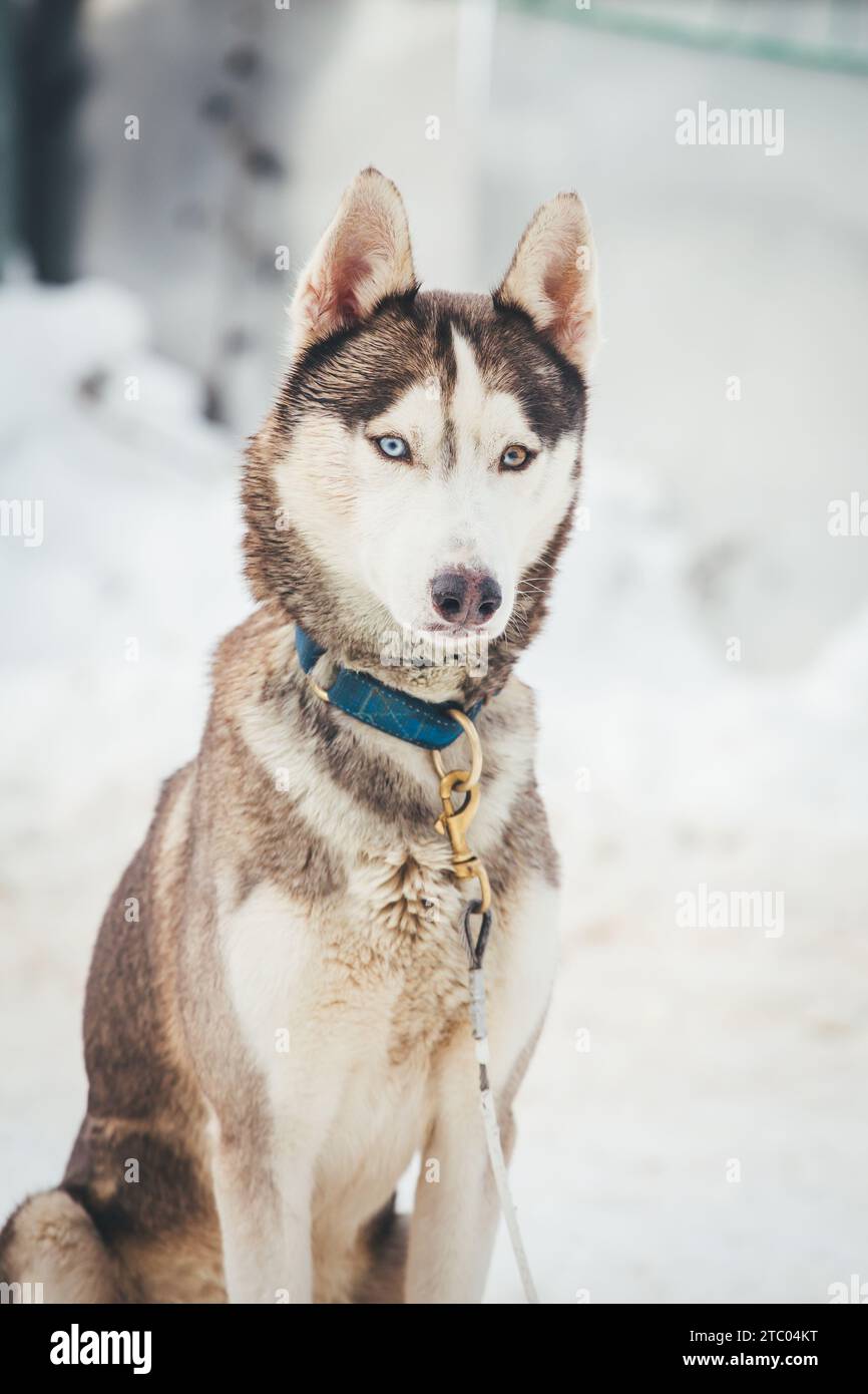 Dog stake out hi-res stock photography and images - Alamy