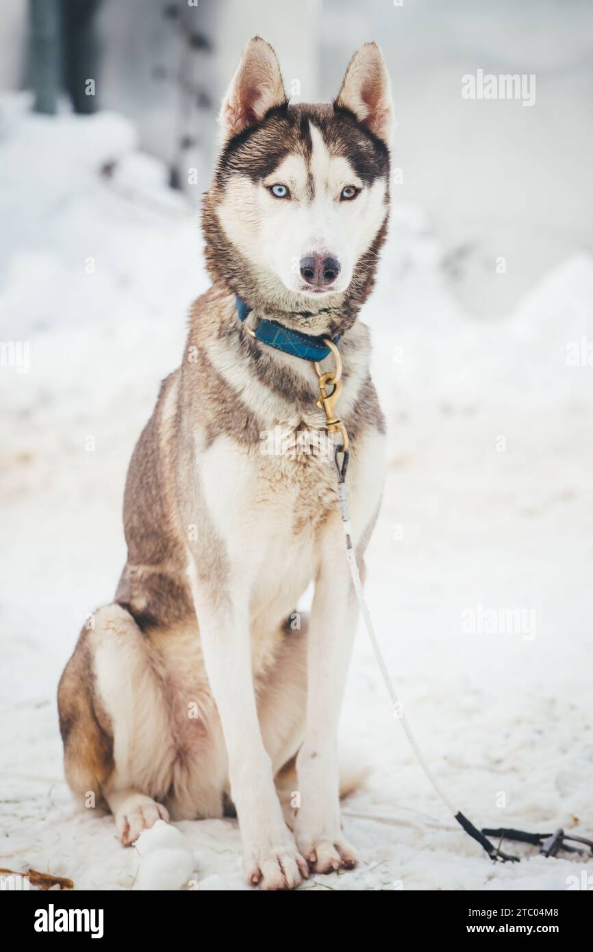 Dog stake out hi-res stock photography and images - Alamy