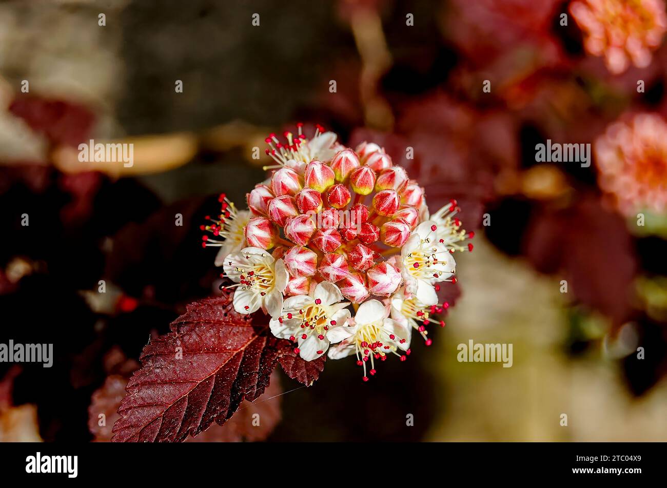 Close-up of the red and white flowers of a common ninebark (Physocarpus ...