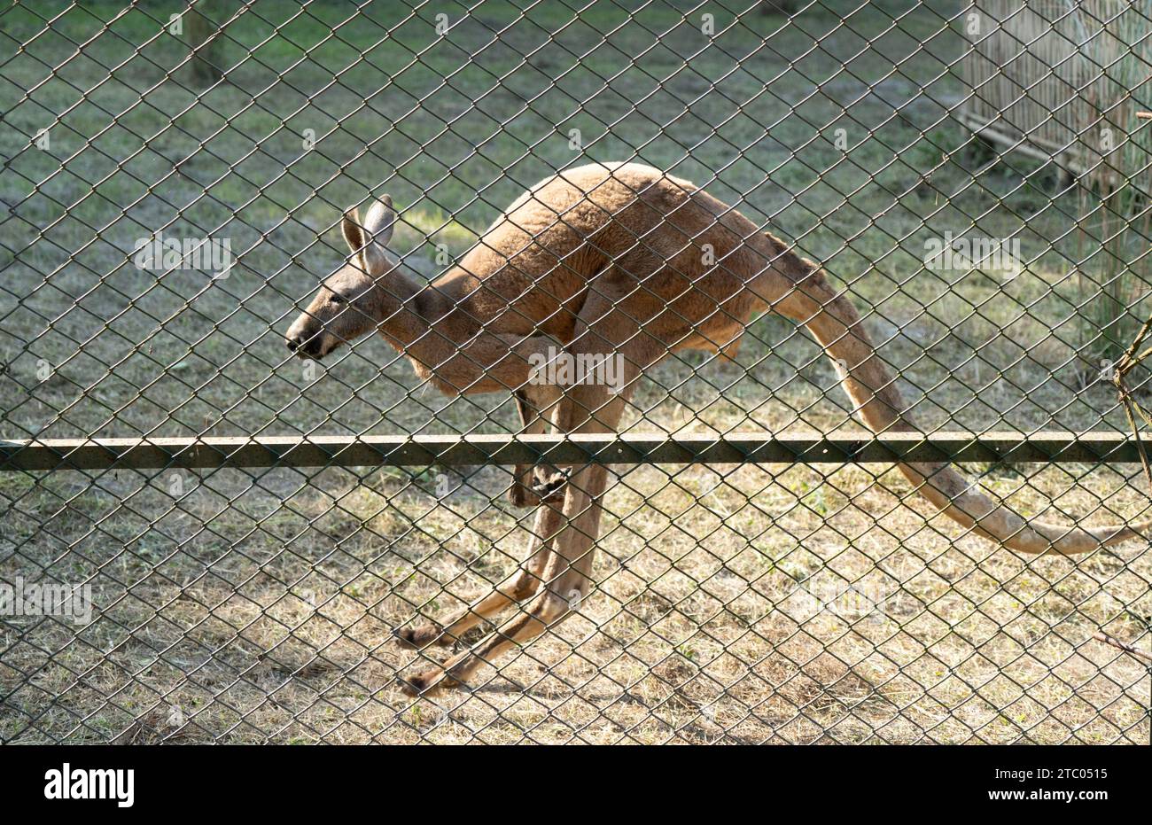 December 9, 2023: A Kangaroo inside an enclosure at Assam State zoo cum ...