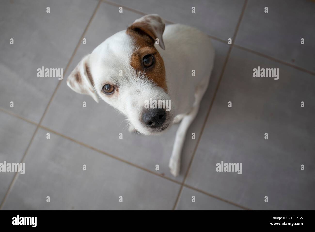 Jack russell terrier dog head hi-res stock photography and images - Alamy