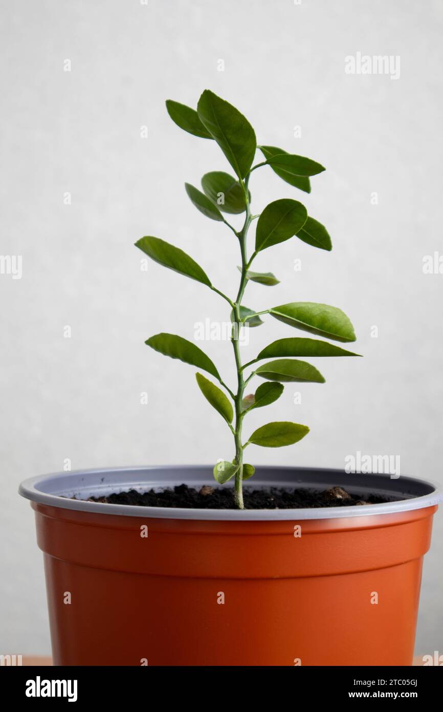 Miniature fruit tree pot hi-res stock photography and images - Alamy