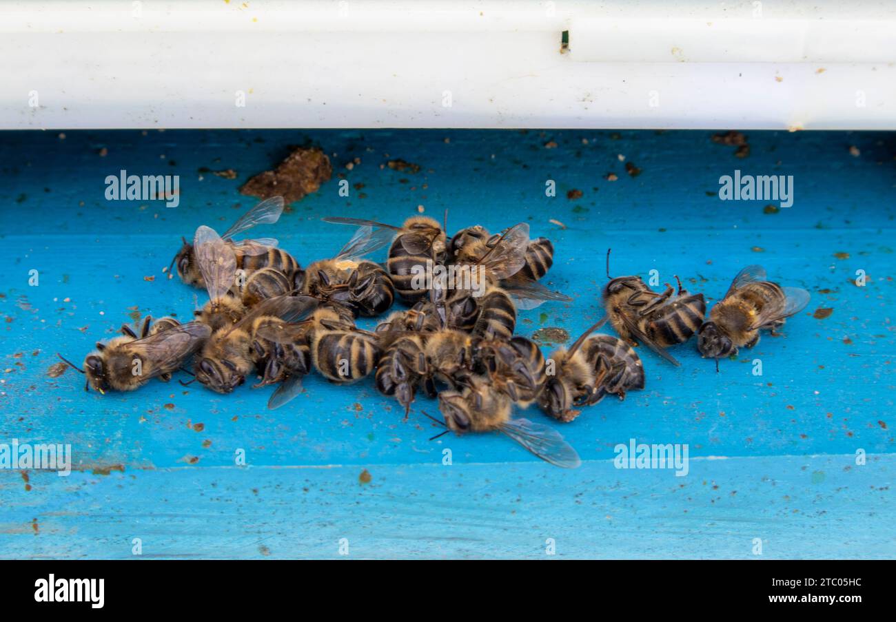 Wintering insects hi-res stock photography and images - Alamy