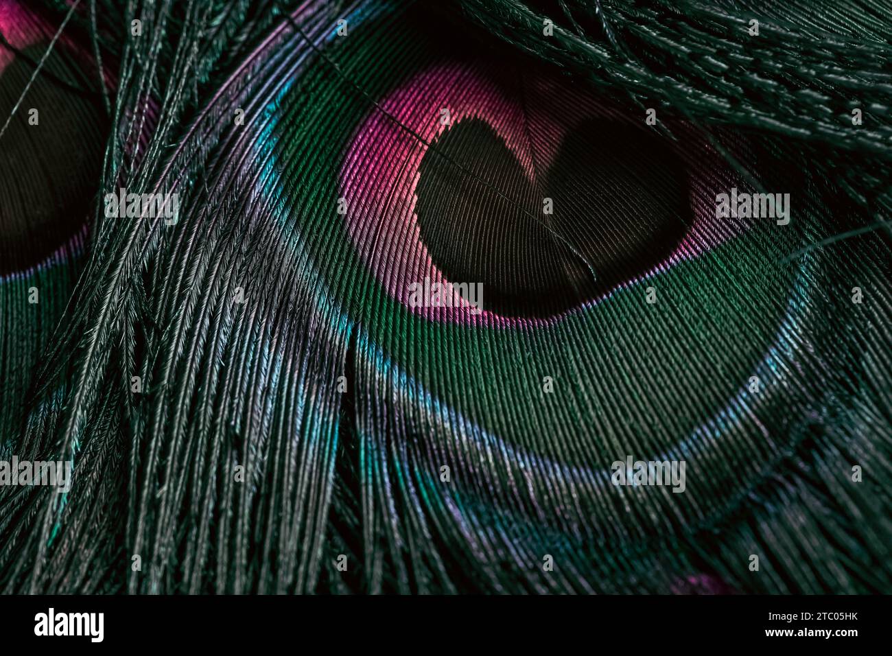 A peacock feather displayed with its vibrant colors and intricately ...