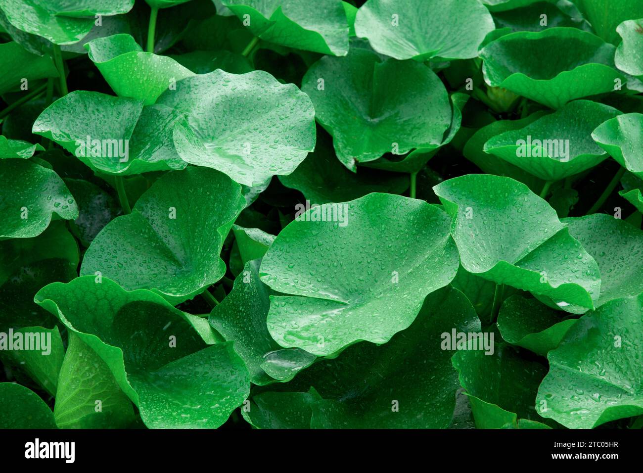 A lush, vibrant landscape of emerald green foliage stretching out in an ...