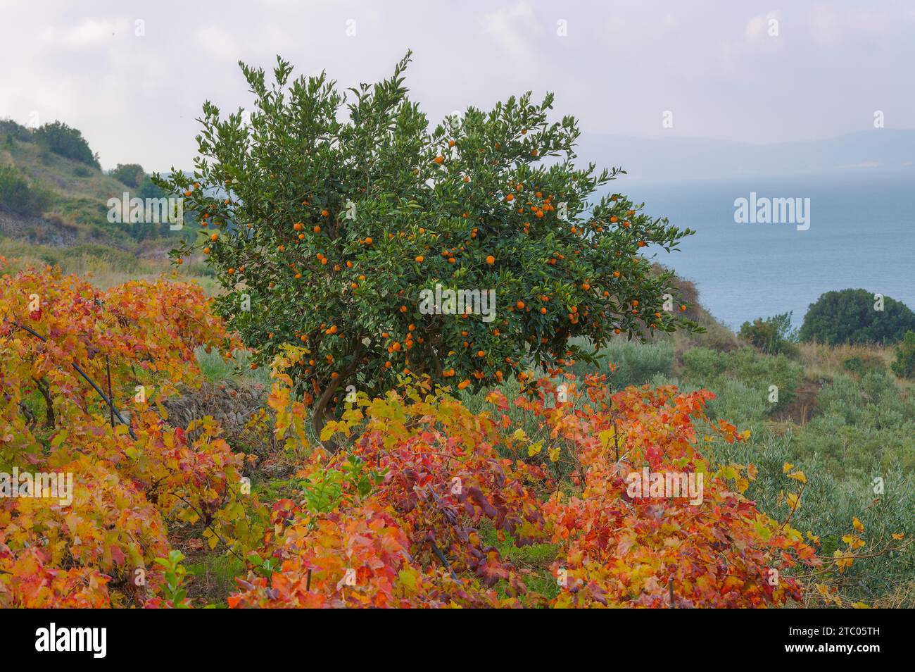 Mandarin Tree Amidst Vineyards in Komiza, Croatia Stock Photo - Alamy