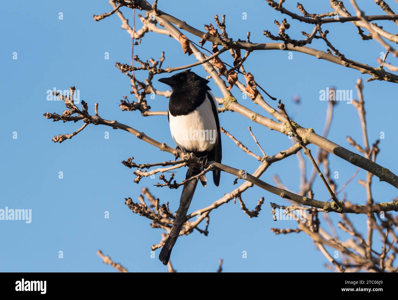 Magpie (Pica pica) perched in a tree at Leigh on Sea, Essex Stock Photo ...