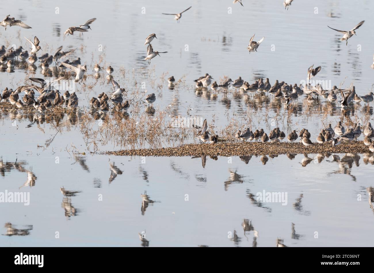 Mixed flock of landing waders at Leigh on Sea, Essex. Mainly Dunlin and ...