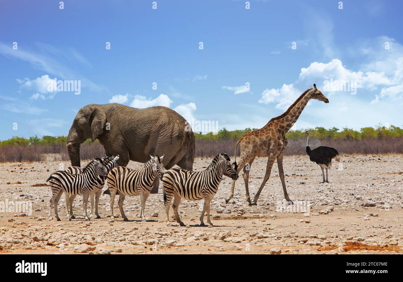 Zebra giraffe elephant africa hi-res stock photography and images - Alamy