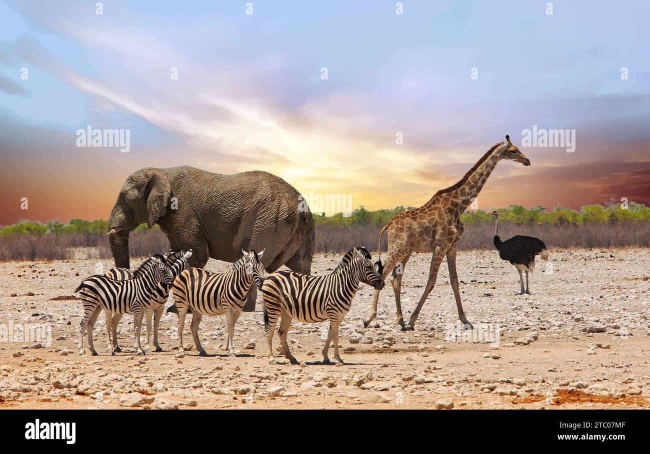 Elephant, Giraffe and Zebra standing close together on the dry arid ...