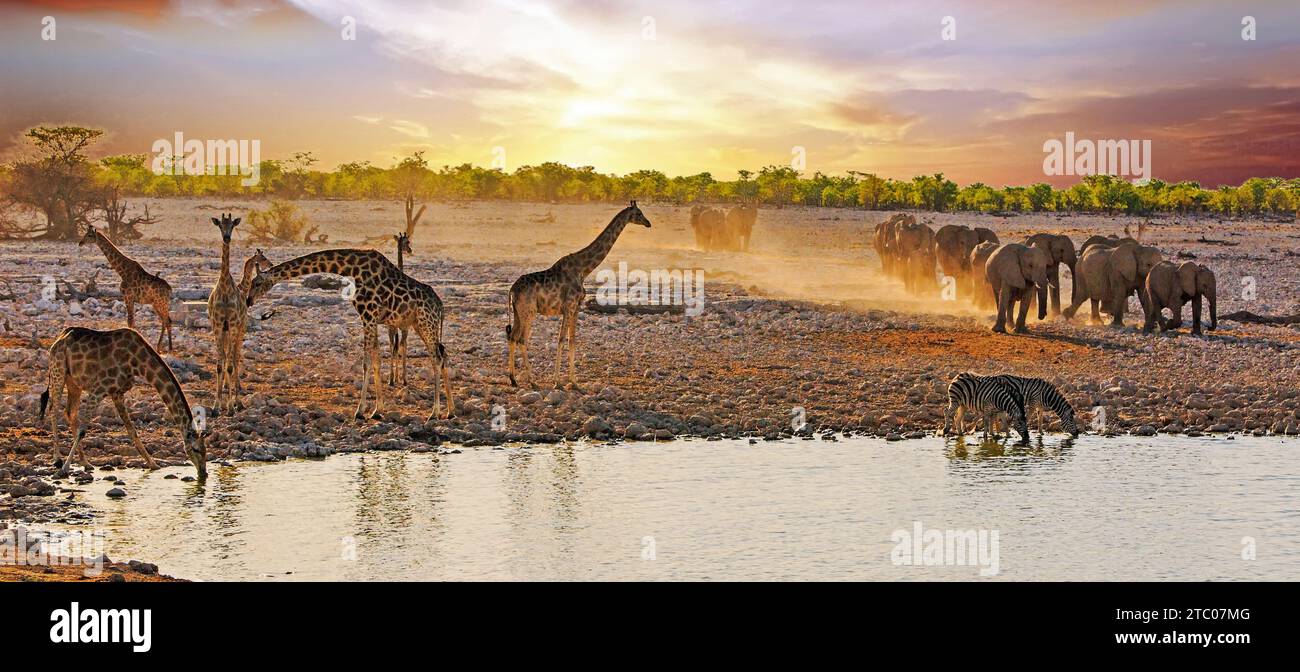 seven giraffe and a herd of elephants and a zebra at Okaukeujo at ...
