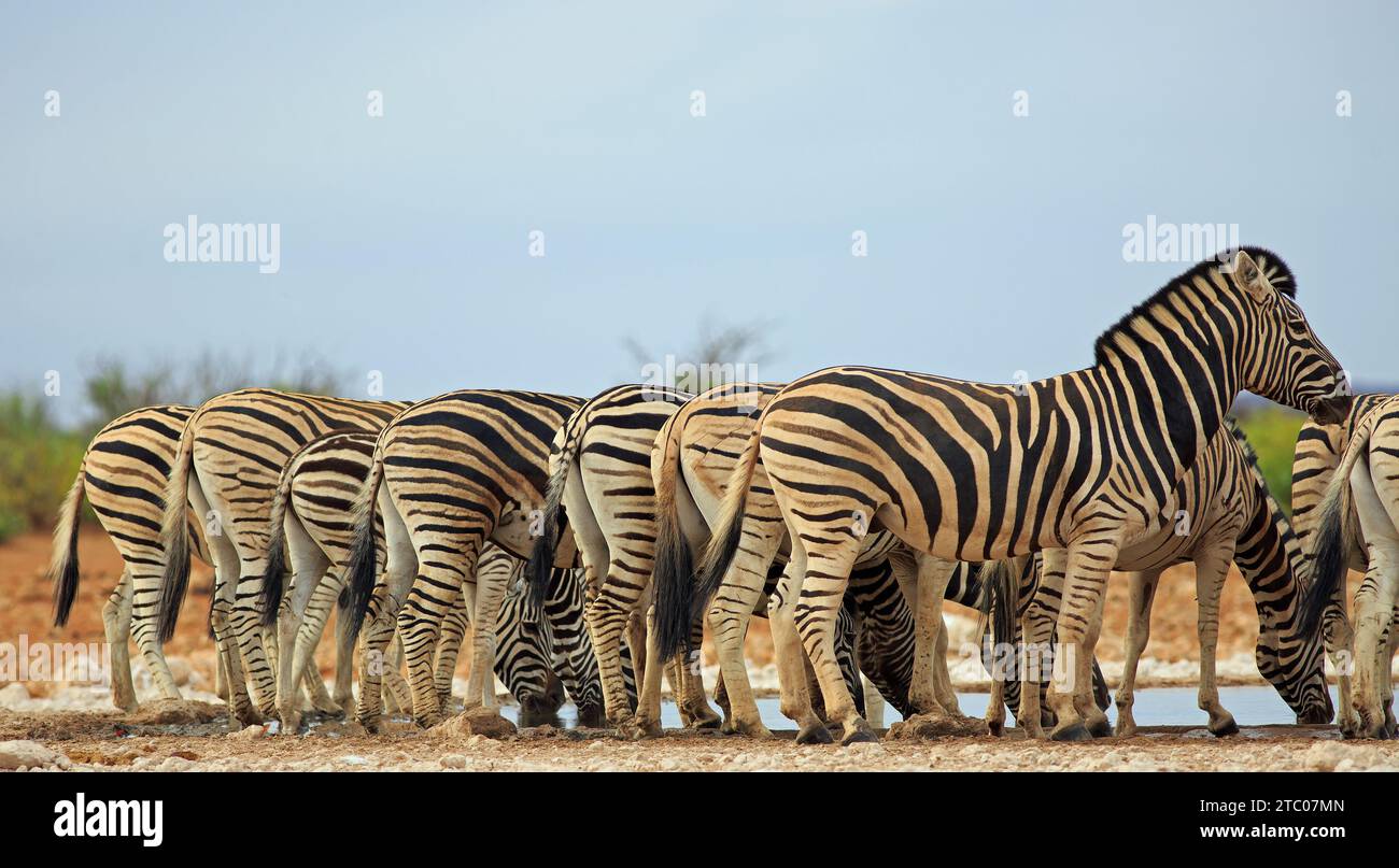 Panoramic view of a straight line of Burchell zebra's rear ends, heads ...