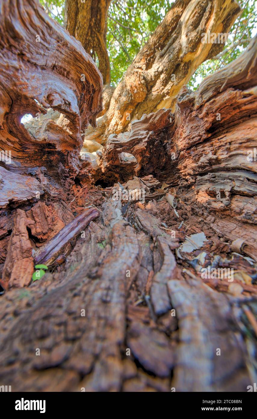 Carob Tree Up-Close in Komiza, Croatia Stock Photo - Alamy
