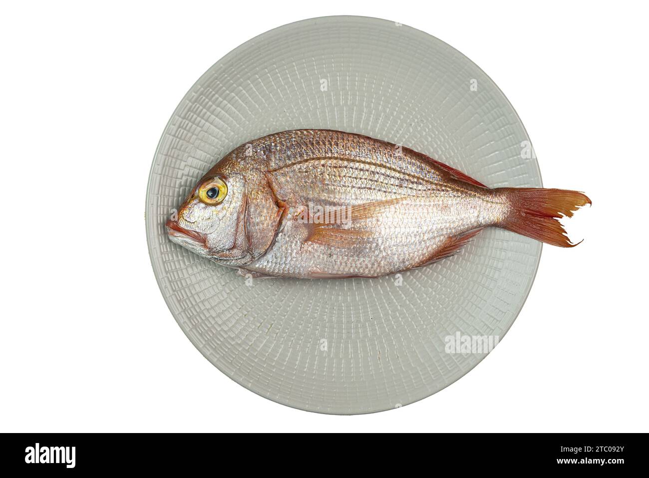 The red snapper fish (Dentex dentex) in the dish on a transparent ...