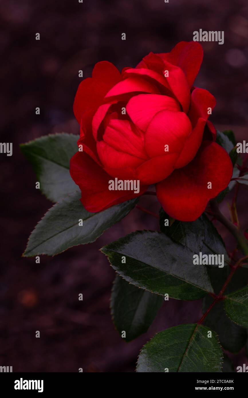 Blood red rose flower in Queen Elizabeth Rose Garden in Vancouver ...