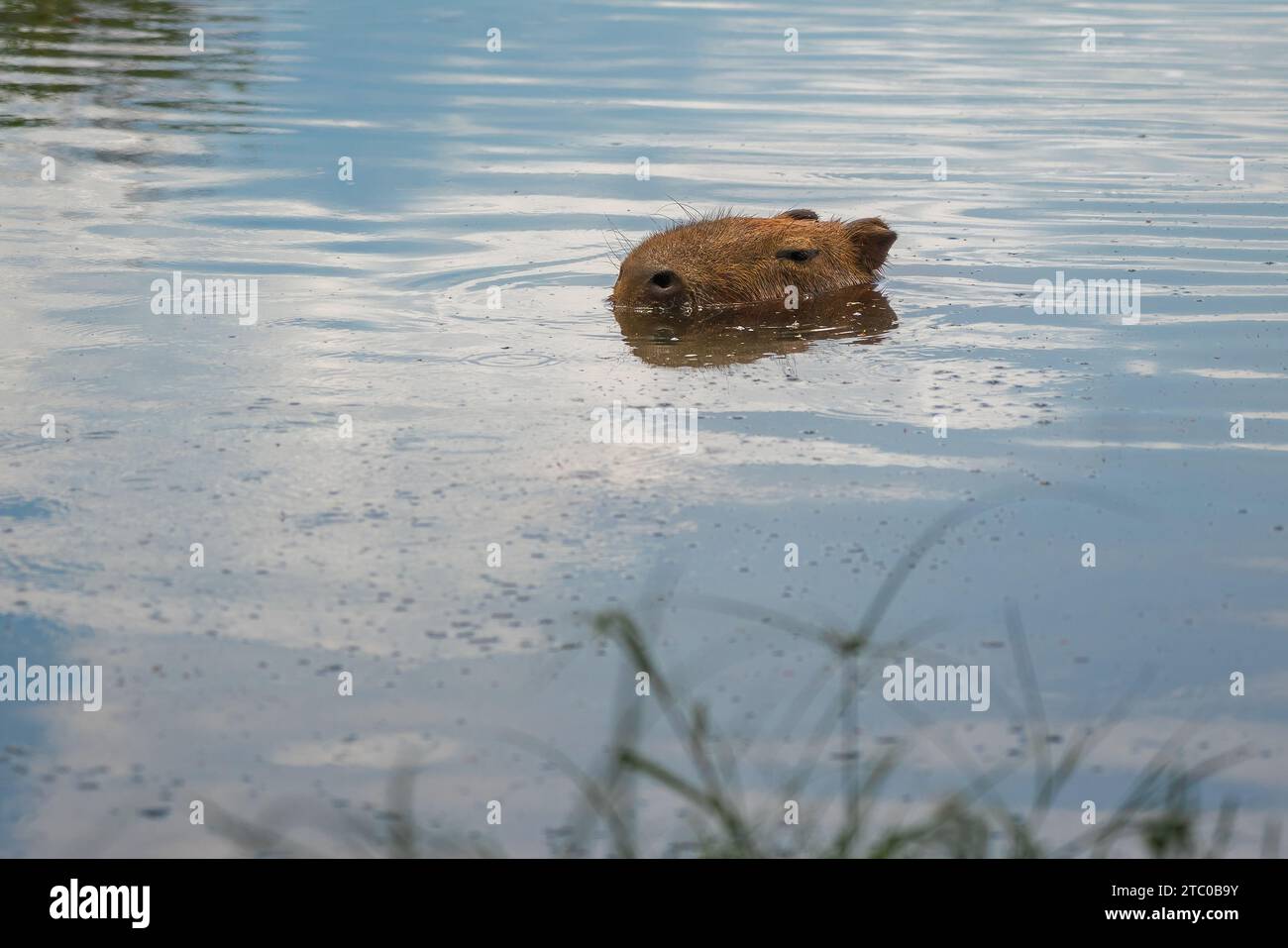 Capybara (Hydrochoerus hydrochaeris) swimming with head above water ...