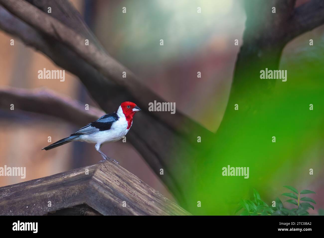 Red-cowled Cardinal bird (Paroaria dominicana Stock Photo - Alamy