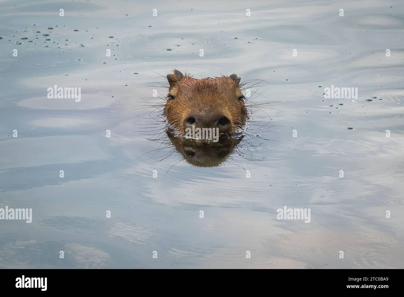 Capybara (Hydrochoerus hydrochaeris) swimming with head above water ...