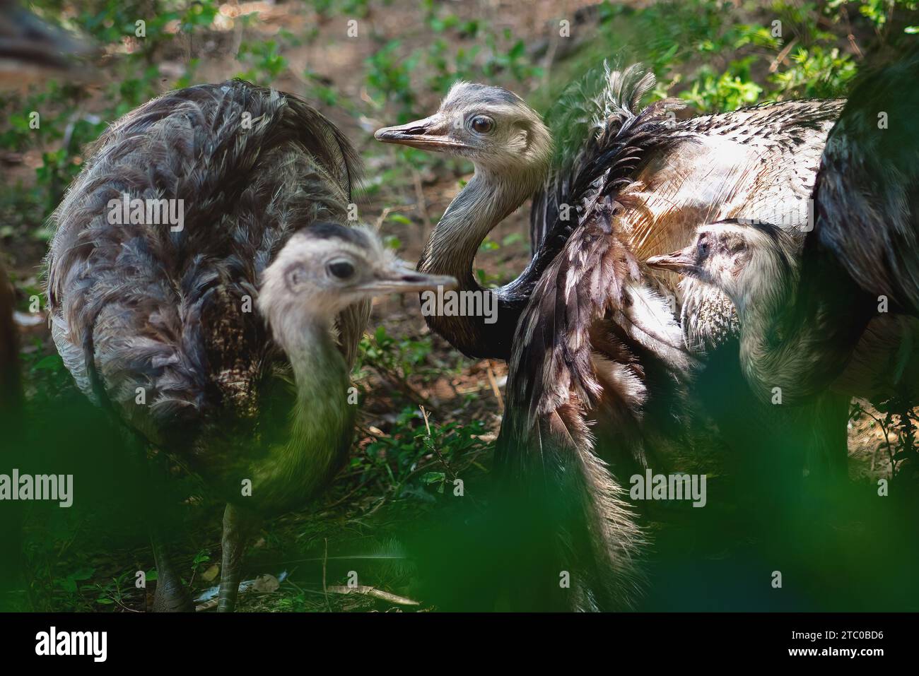 Greater rhea rhea americana hi-res stock photography and images - Alamy