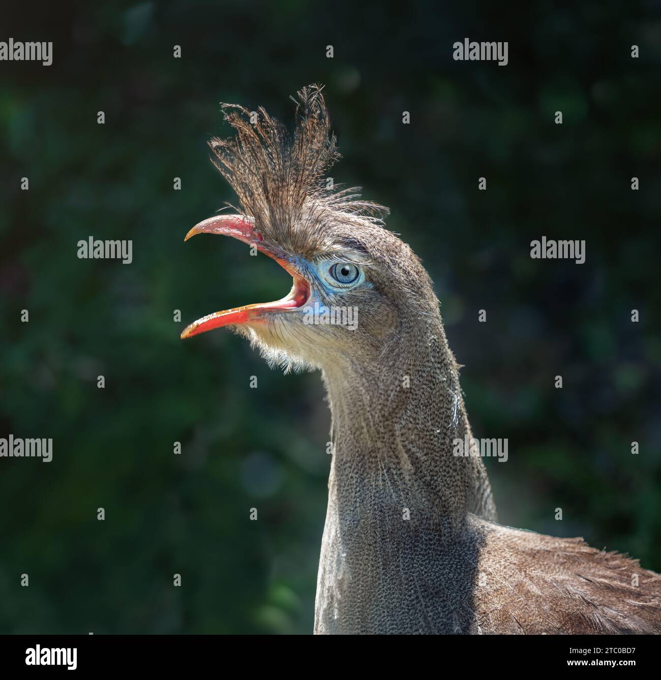 Red-legged Seriema screaming (Cariama cristata Stock Photo - Alamy
