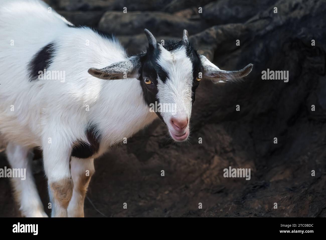 Young Domestic Goat (Capra hircus Stock Photo - Alamy