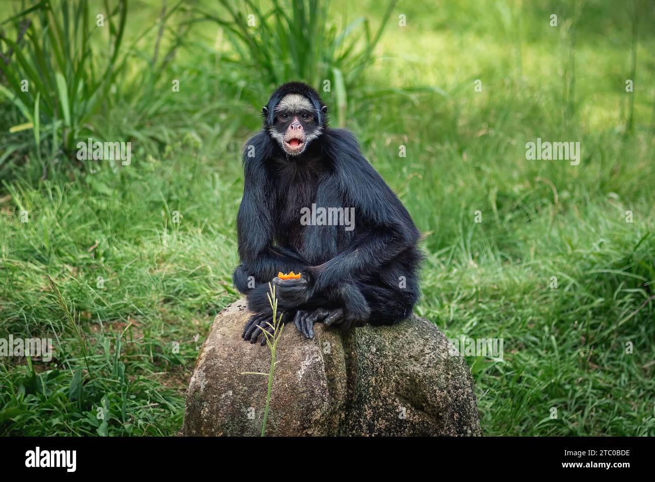 White-cheeked Spider Monkey (Ateles marginatus Stock Photo - Alamy