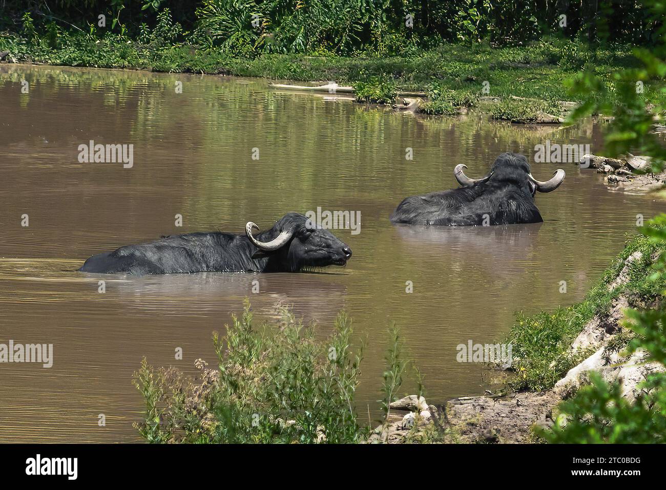 Jafarabadi hi-res stock photography and images - Alamy