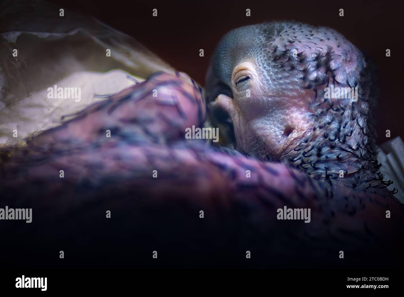 Featherless Baby Hyacinth Macaw (Anodorhynchus hyacinthinus) on a ...