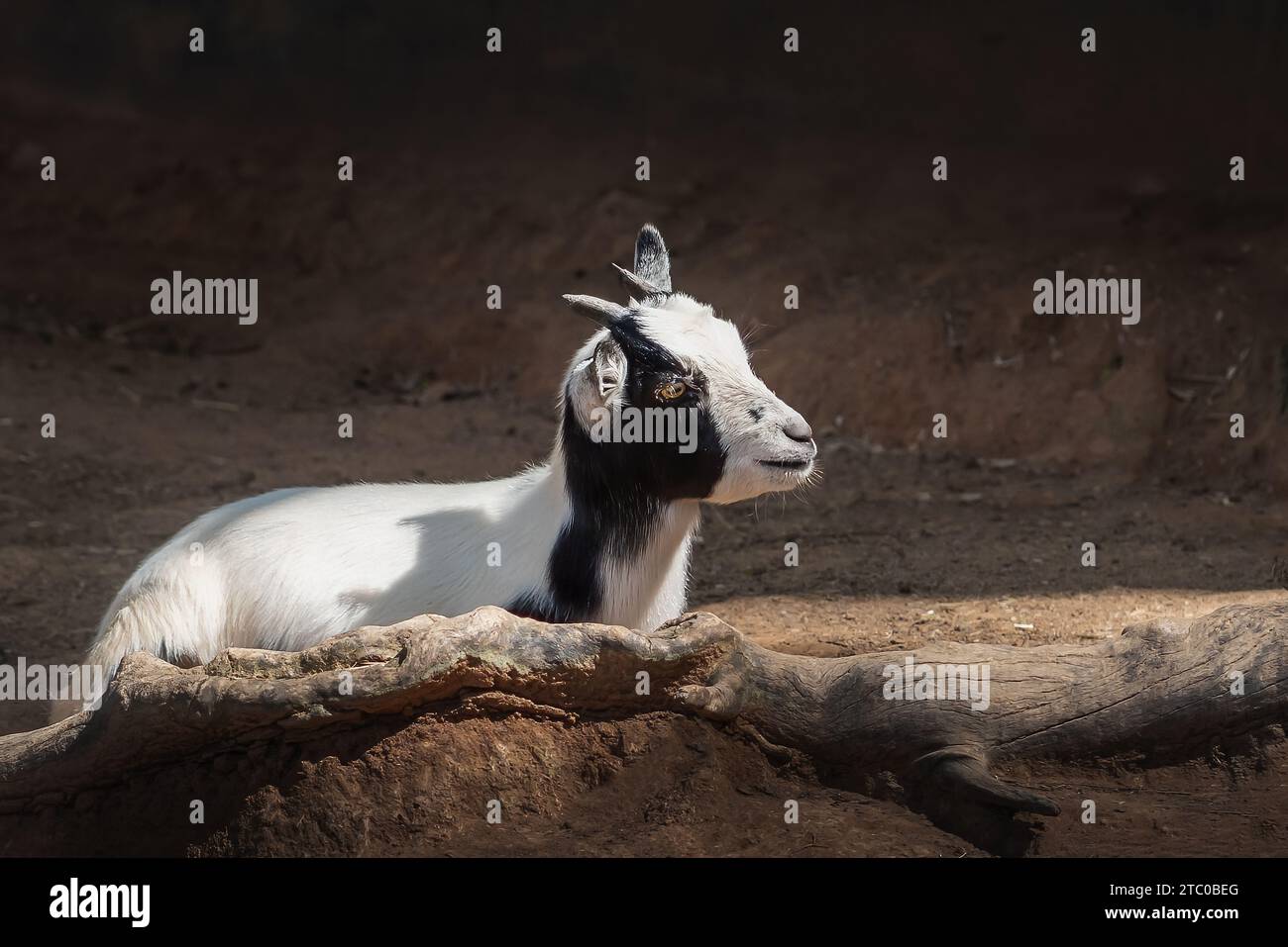 Lovely white baby goat hi-res stock photography and images - Alamy