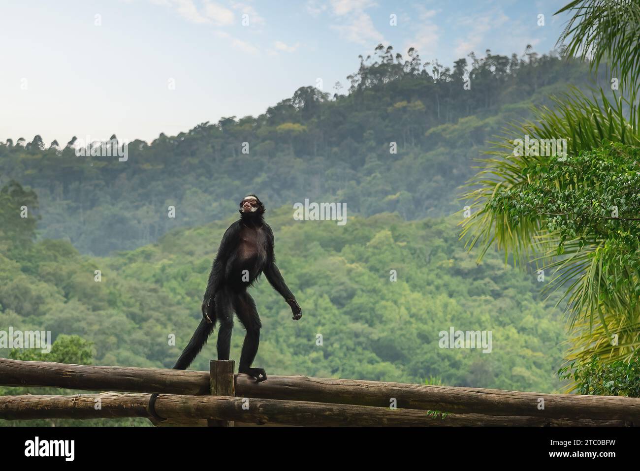 White-cheeked Spider Monkey (Ateles marginatus) standing Stock Photo ...
