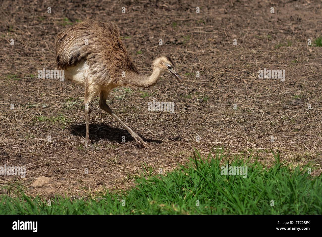 Greater rhea rhea americana hi-res stock photography and images - Alamy