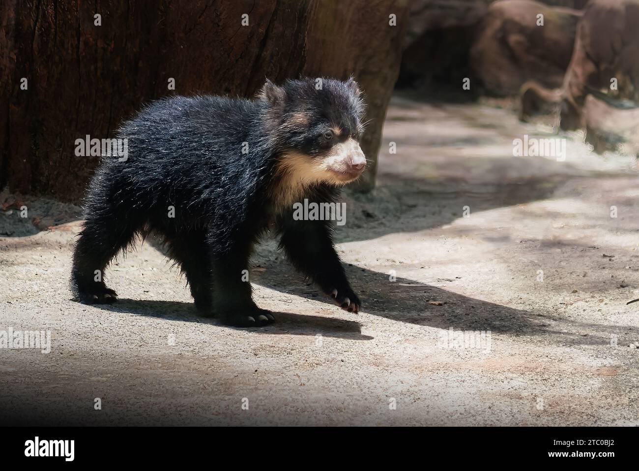 Baby Spectacled Bear (Tremarctos ornatus) - South American Bear Stock ...