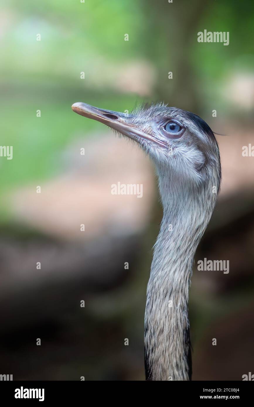Rhea head hi-res stock photography and images - Alamy