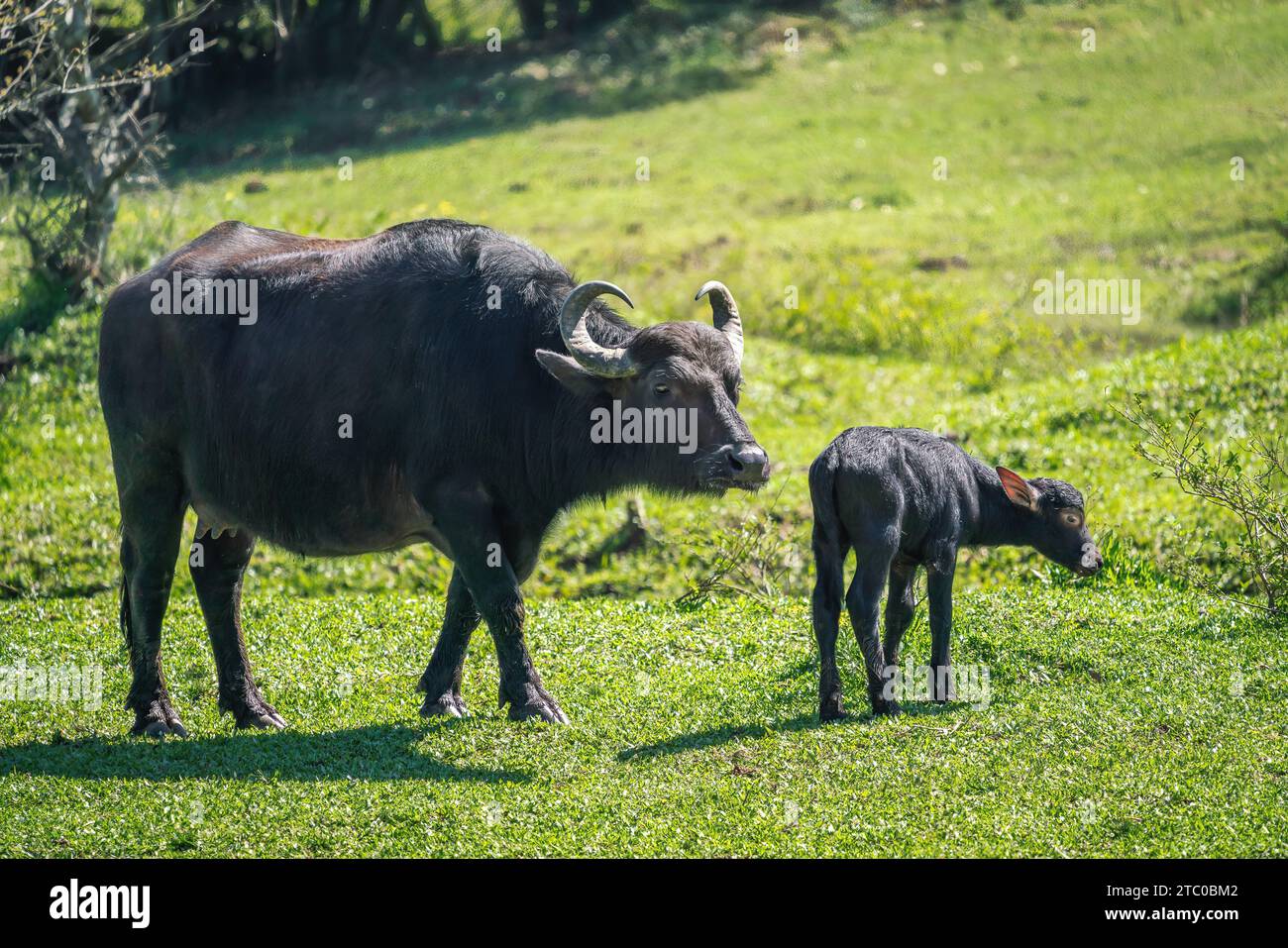 Italian Mediterranean Buffalo mother and calf - Water Buffalo (Bubalus ...