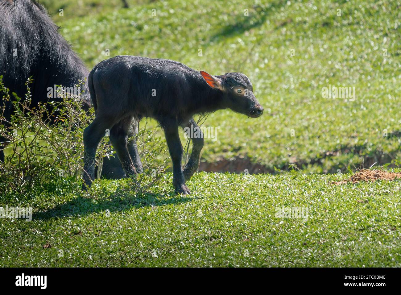 Italian Mediterranean Buffalo calf - Water Buffalo (Bubalus bubalis ...