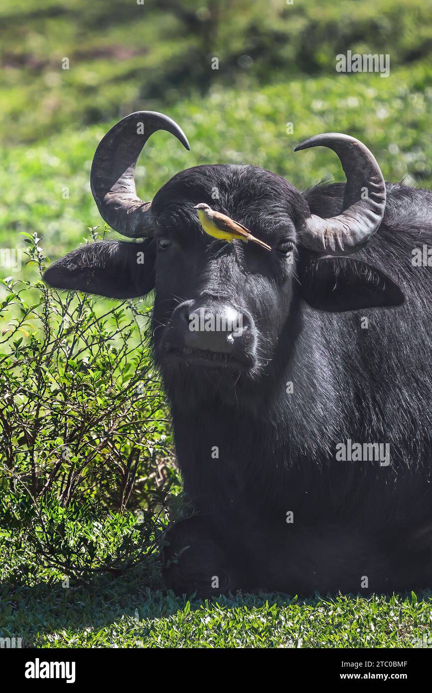 Italian Mediterranean Buffalo with a bird on its face - Water Buffalo ...
