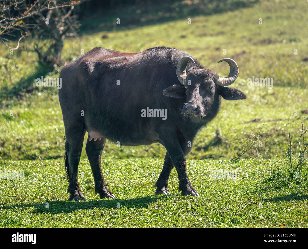 Italian Mediterranean Buffalo - Water Buffalo (Bubalus bubalis Stock ...