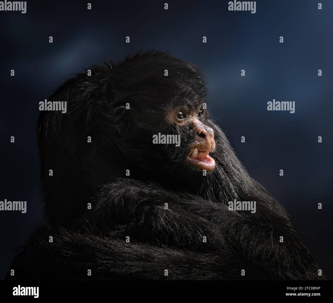 Black spider monkey hi-res stock photography and images - Alamy