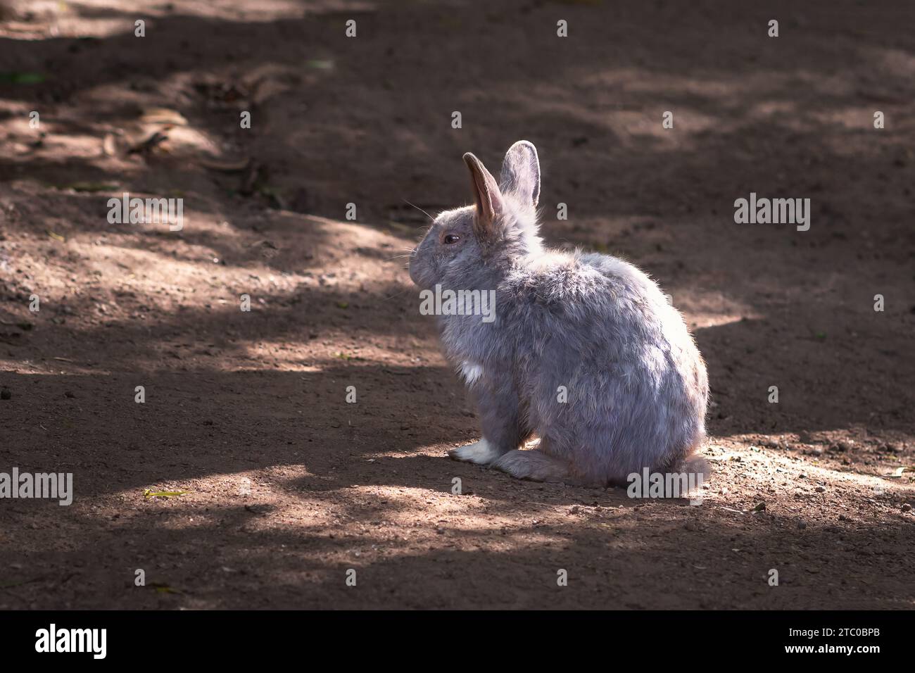 Beautiful Fluffly Gray Domestic Rabbit Stock Photo - Alamy