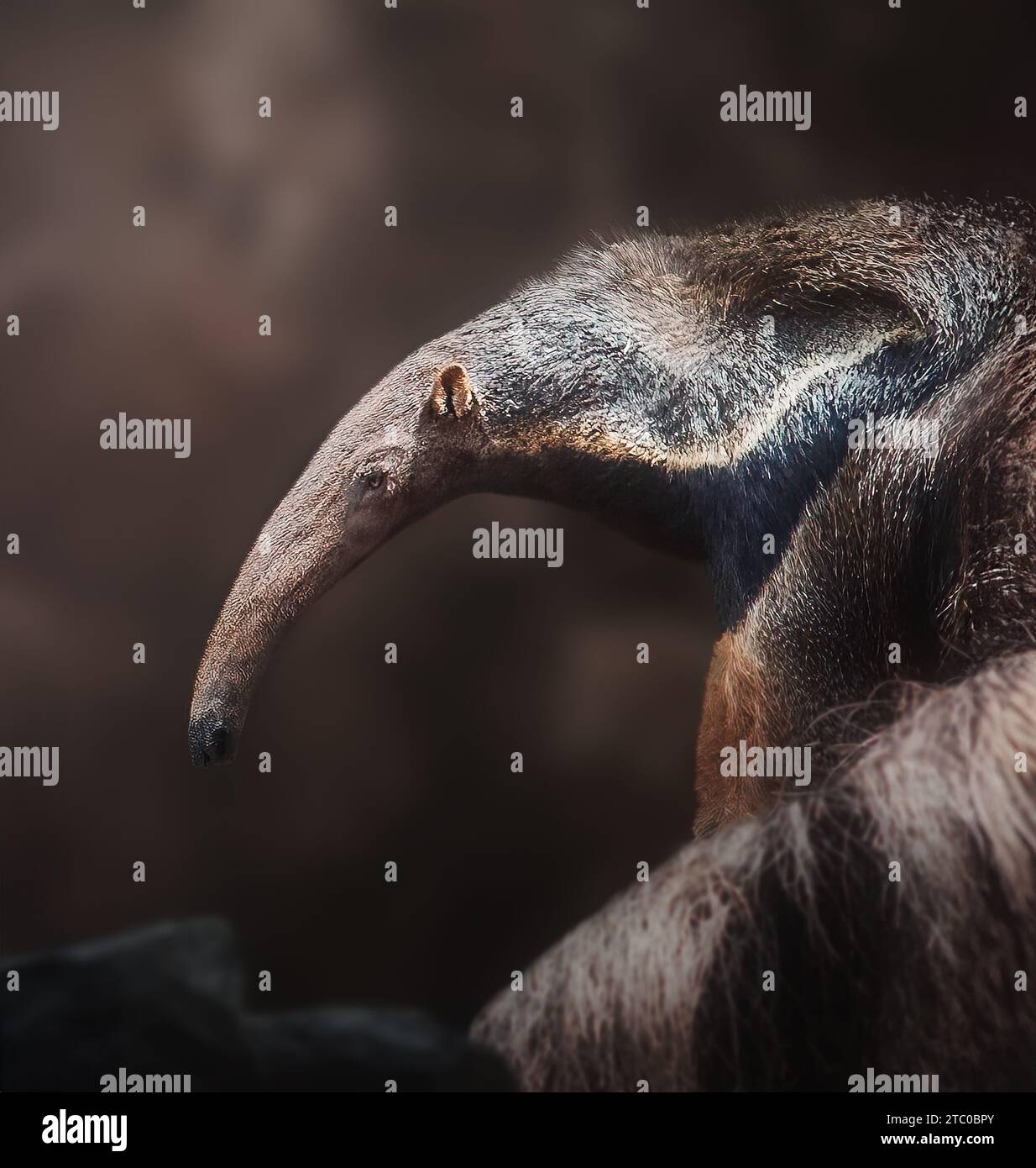 Giant anteater myrmecophaga tridactyla hi-res stock photography and ...
