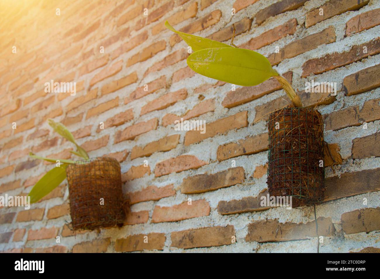 Orchid hanging on a brick wall in a pot made of coconut shell ...
